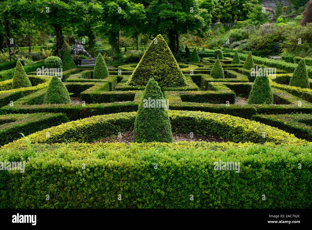 box hedge parterre,,acer palmatum,terrace,gardens,Bantry house and ...
