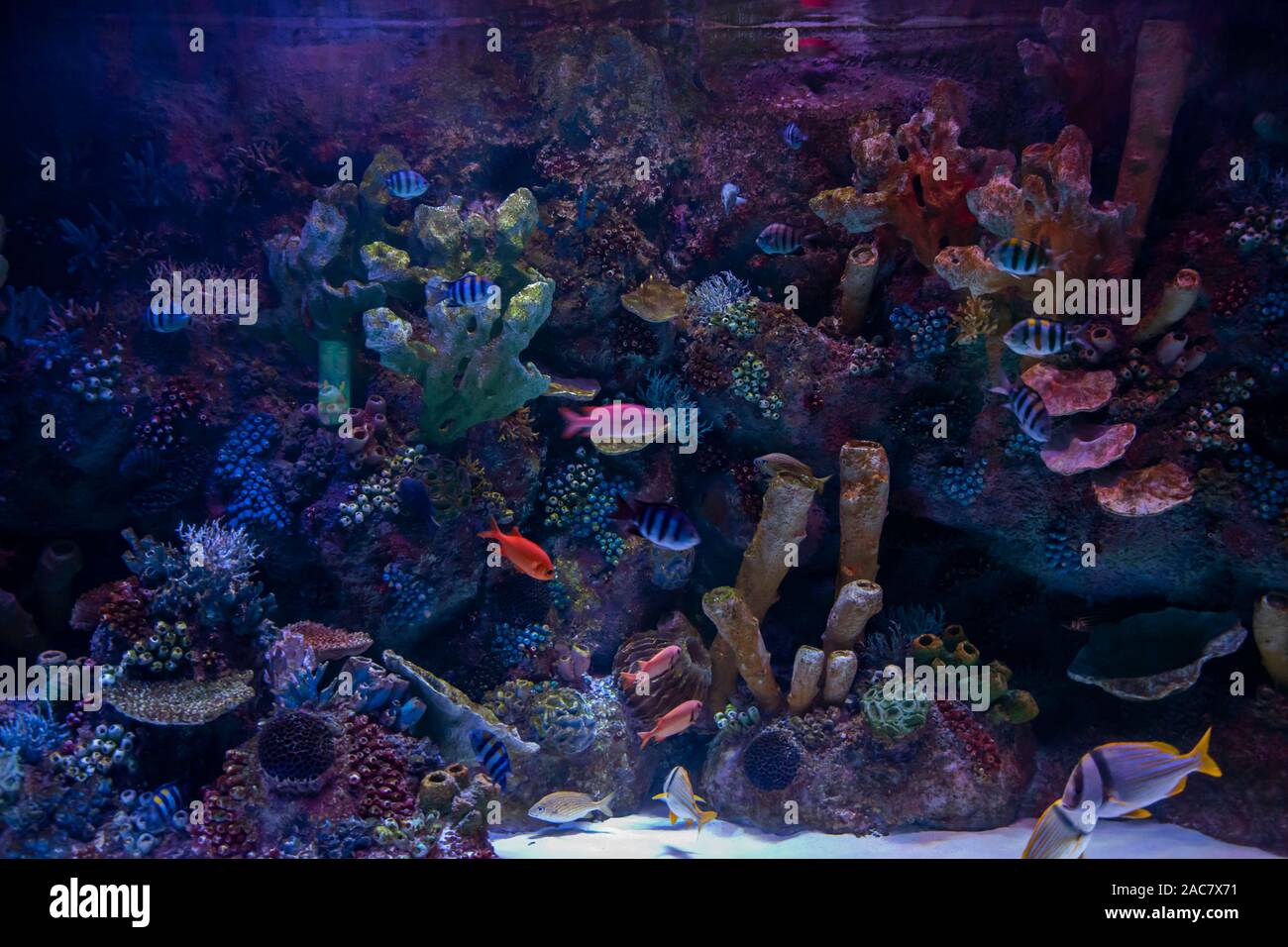 In the zoo aquarium, wild sea creatures living in the ocean, sea ...