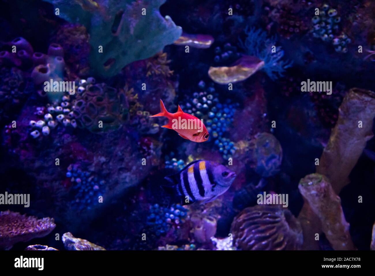 In the zoo aquarium, wild sea creatures living in the ocean, sea ...