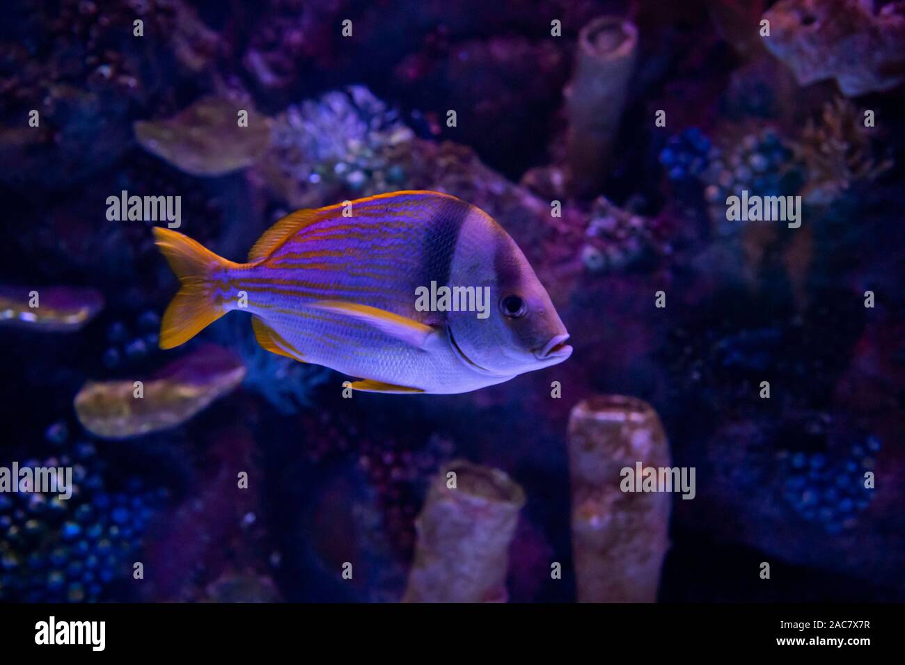 In the zoo aquarium, wild sea creatures living in the ocean, sea ...