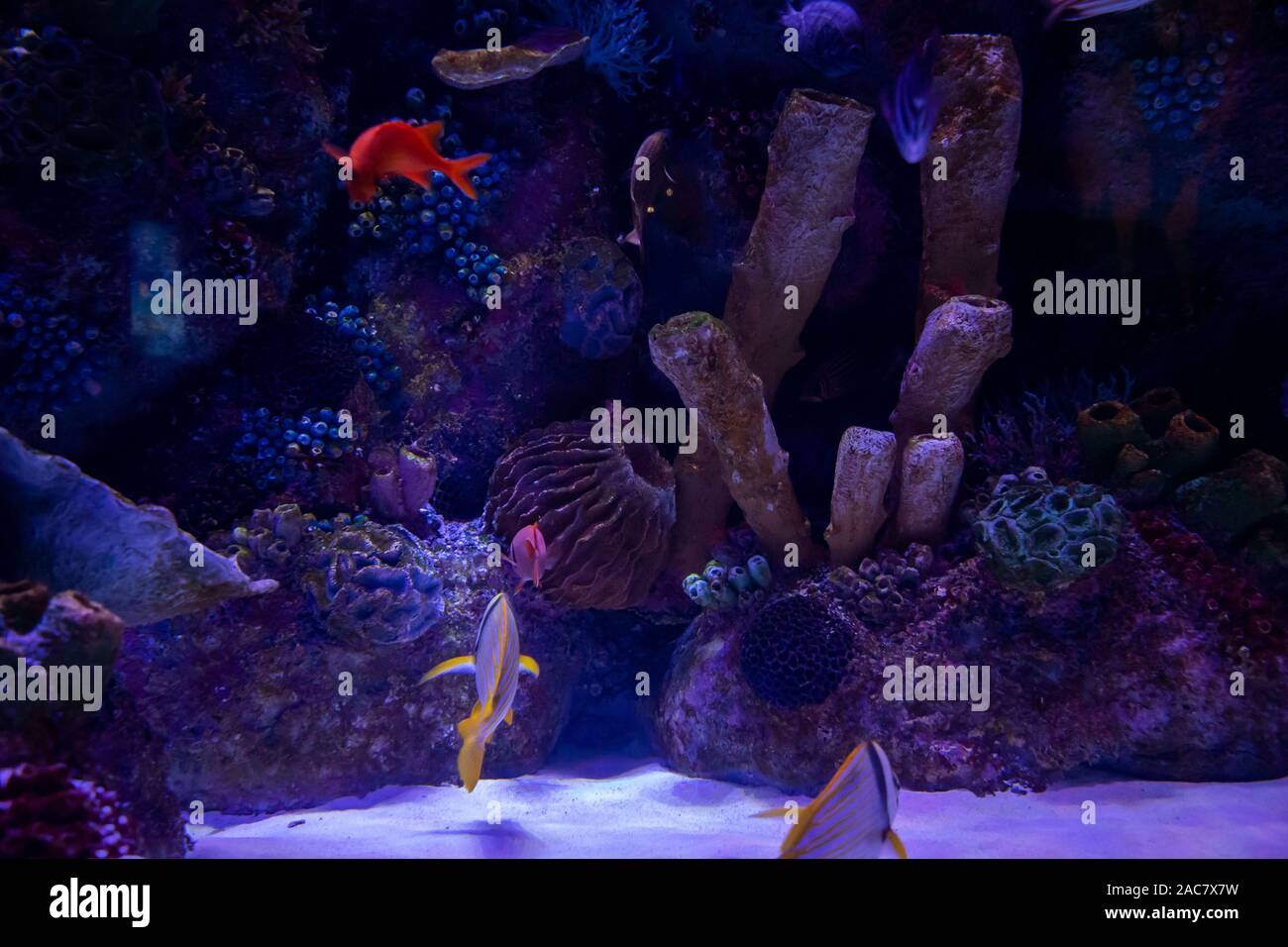 In the zoo aquarium, wild sea creatures living in the ocean, sea ...