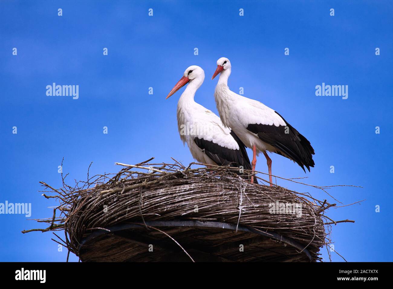 Two birds on a nest Stock Photo - Alamy