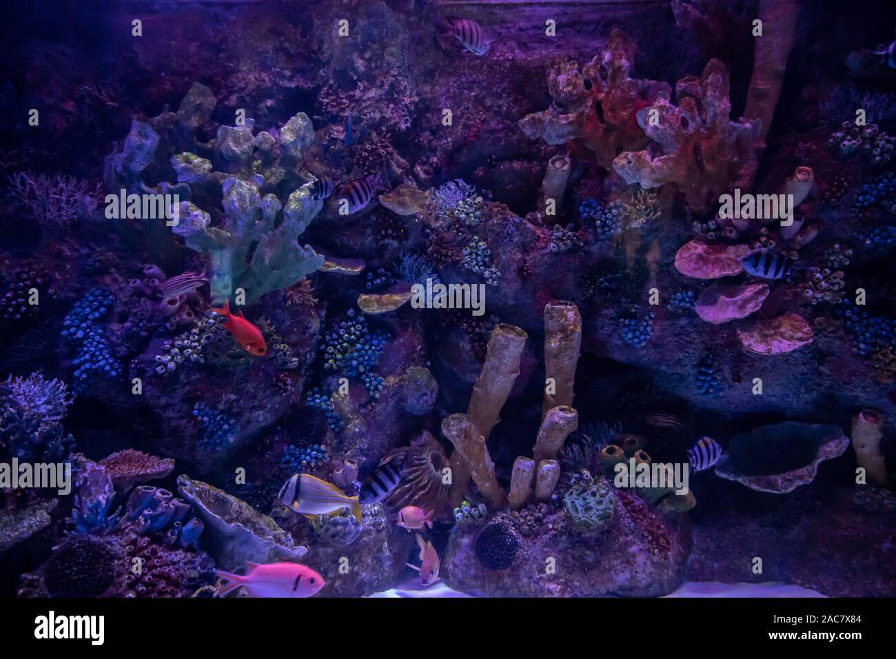 In the zoo aquarium, wild sea creatures living in the ocean, sea ...