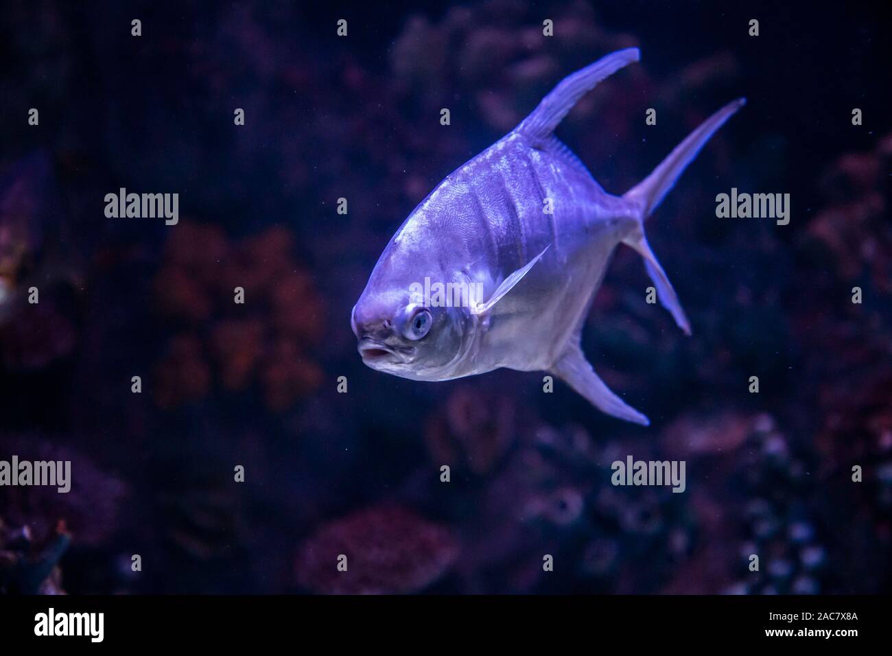 In the zoo aquarium, wild sea creatures living in the ocean, sea ...