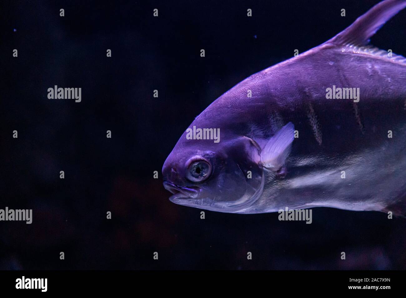 In the zoo aquarium, wild sea creatures living in the ocean, sea ...