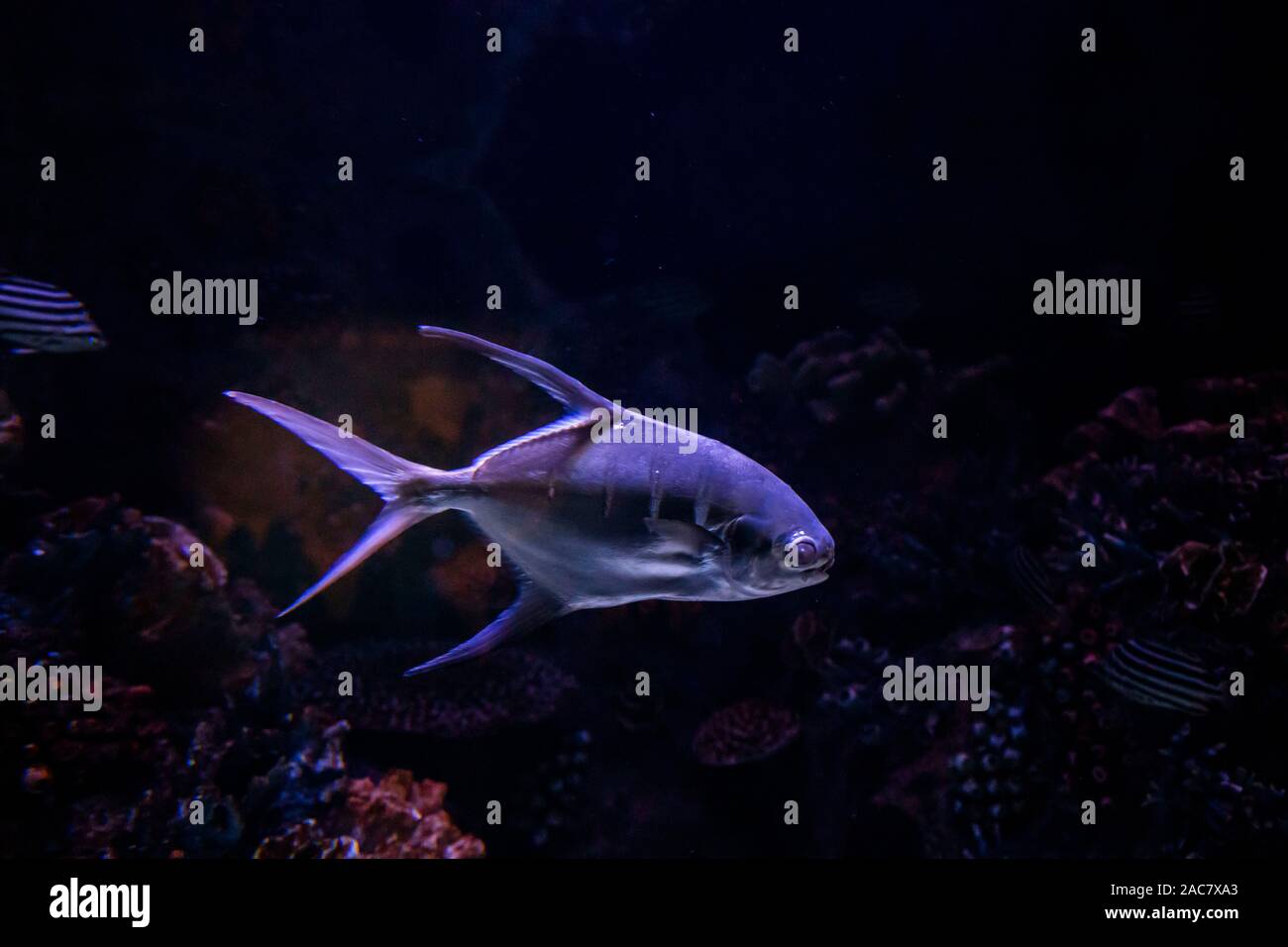 In the zoo aquarium, wild sea creatures living in the ocean, sea ...