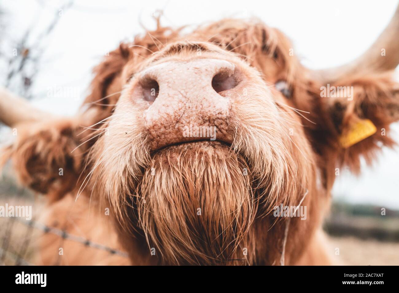 Highland cow in england Stock Photo - Alamy