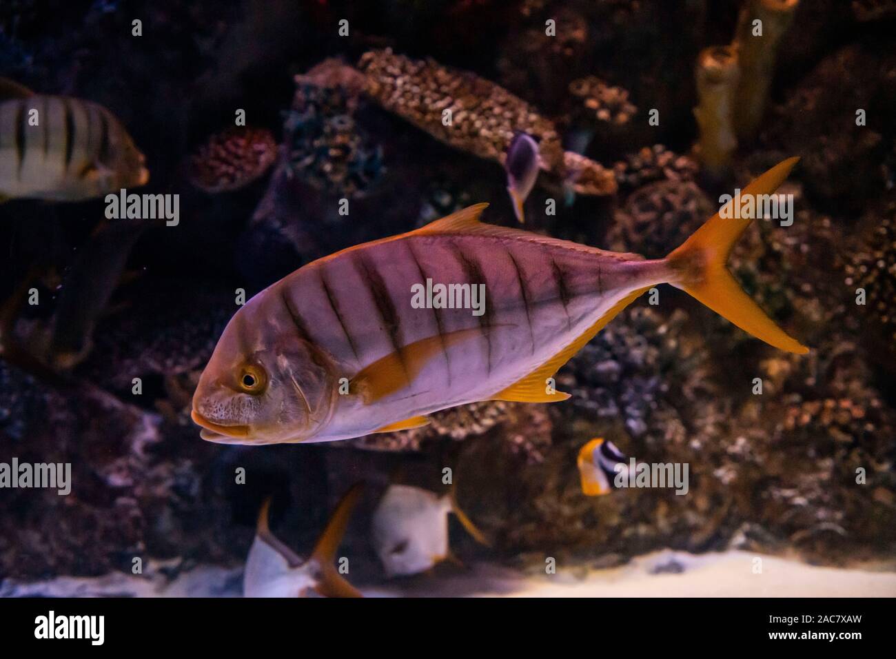 In the zoo aquarium, wild sea creatures living in the ocean, sea ...