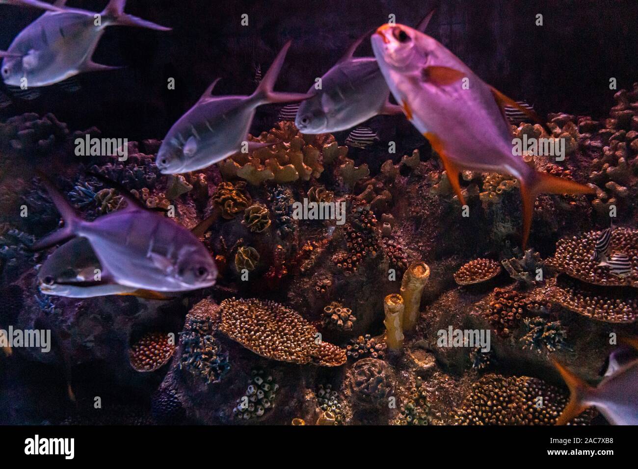 In the zoo aquarium, wild sea creatures living in the ocean, sea ...