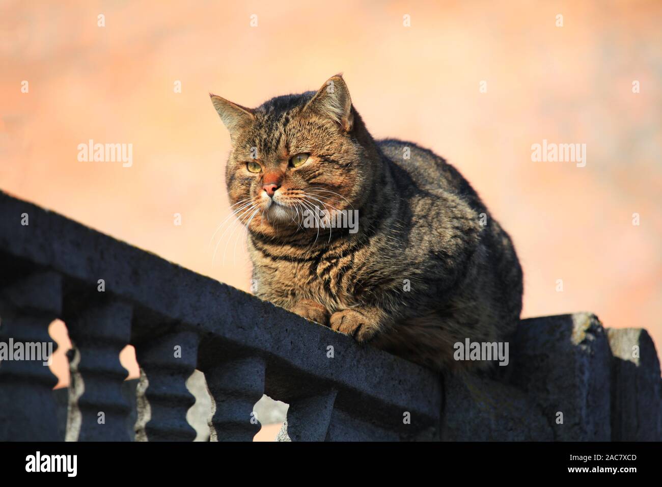 Fat cheeks hi-res stock photography and images - Alamy