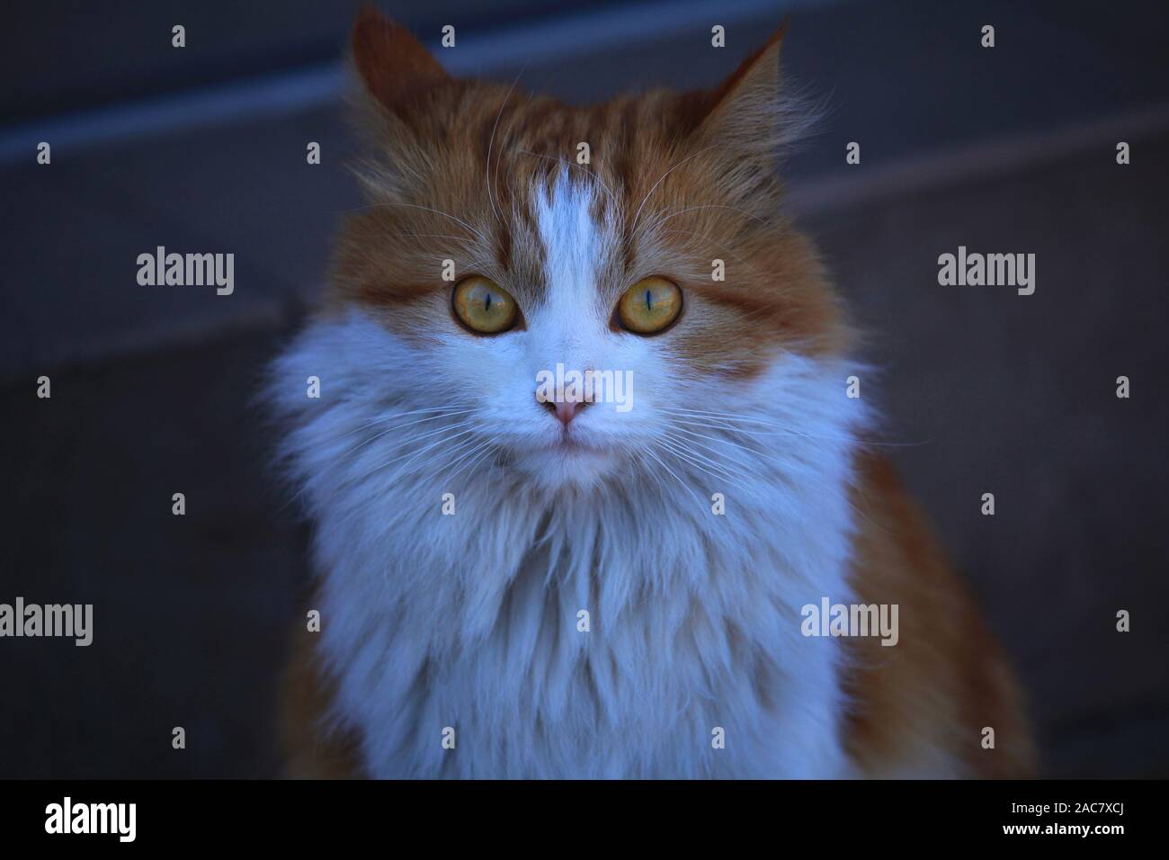 Red homeless and sad cat with the white fluffy chest dicky Stock Photo ...