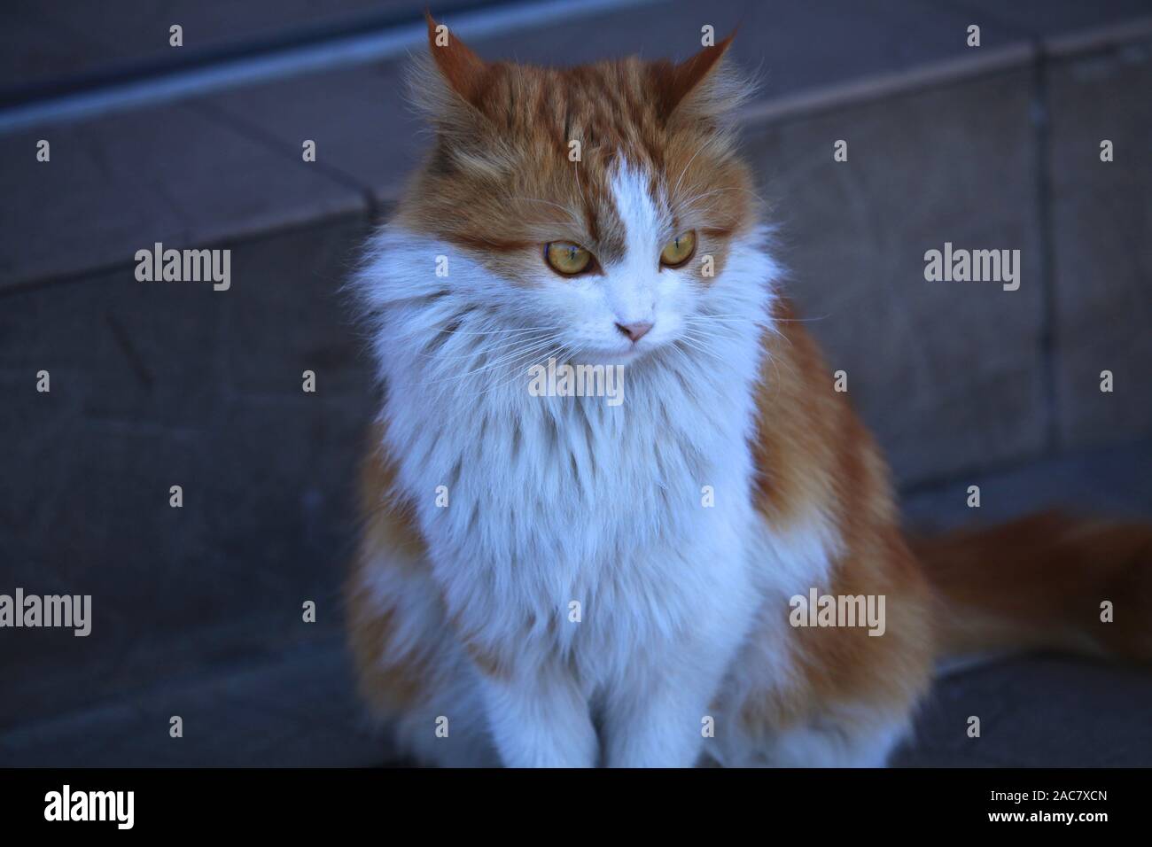 Red homeless and sad cat with the white fluffy chest dicky Stock Photo ...