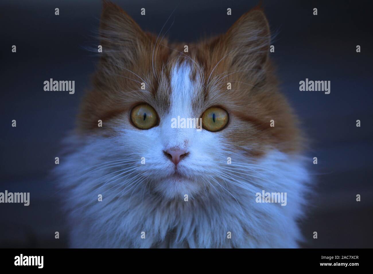 Red homeless and sad cat with the white fluffy chest dicky Stock Photo ...