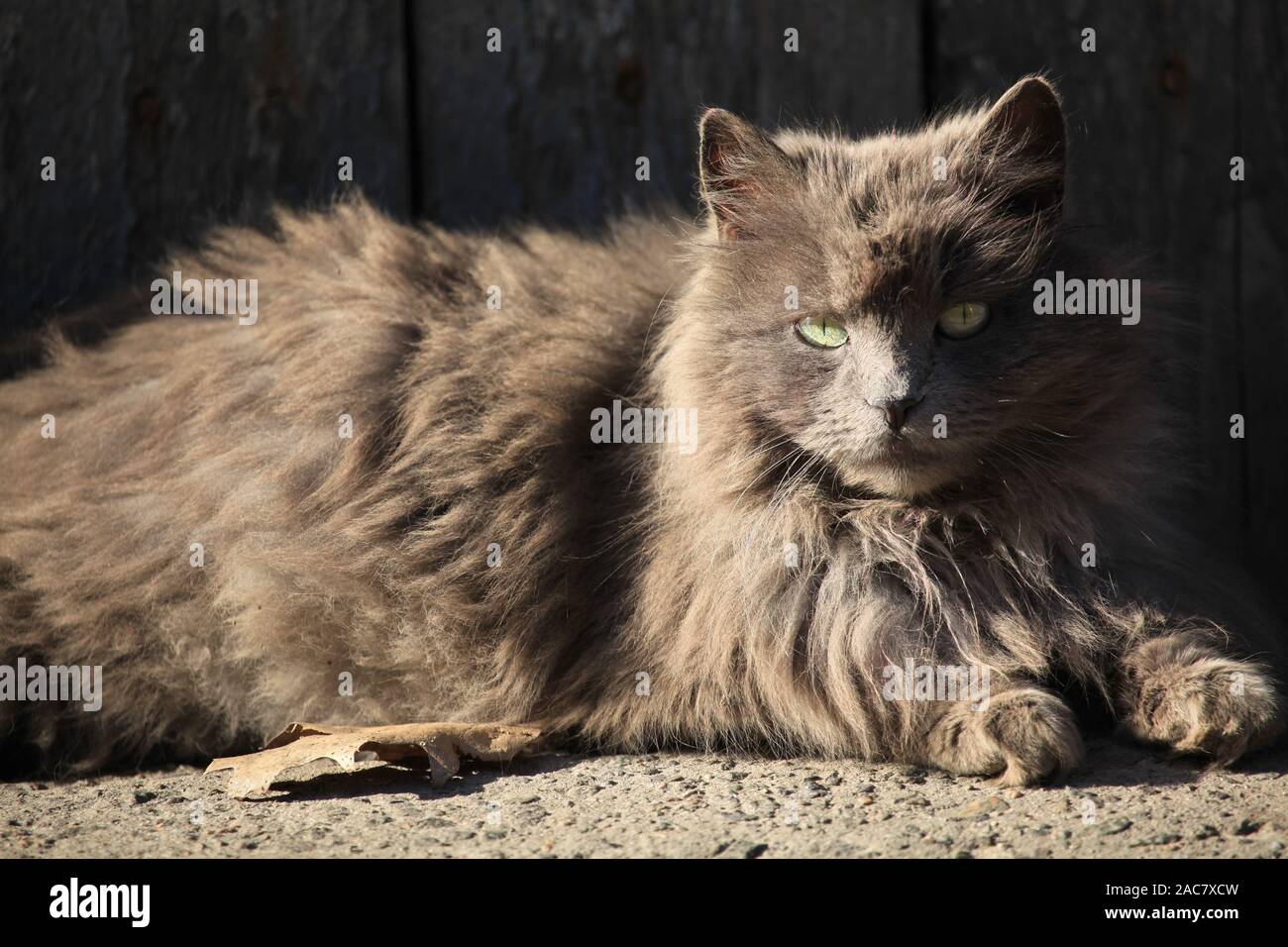 Fluffy gray cat with the ash color is basking in the spring sunshine ...