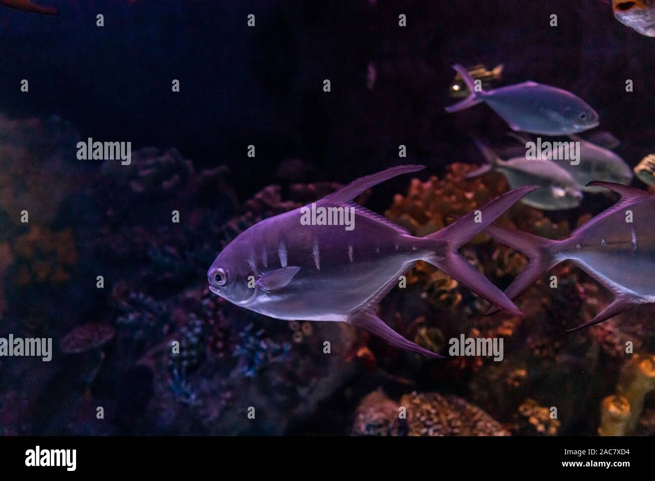 In the zoo aquarium, wild sea creatures living in the ocean, sea ...