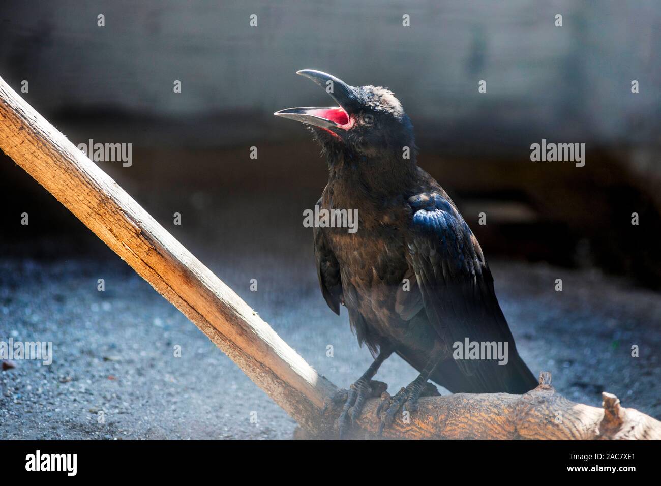 A large black raven. The common raven, also known as the northern raven ...