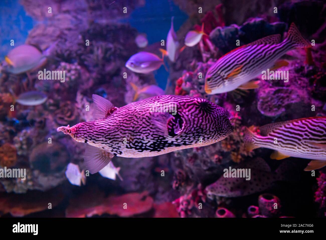 In the zoo aquarium, wild sea creatures living in the ocean, sea ...