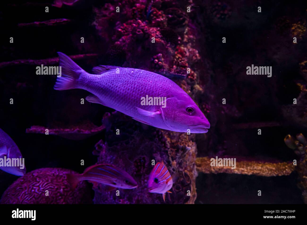 In the zoo aquarium, wild sea creatures living in the ocean, sea ...
