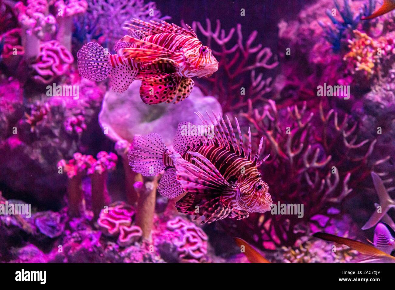 In the zoo aquarium, wild sea creatures living in the ocean, sea ...