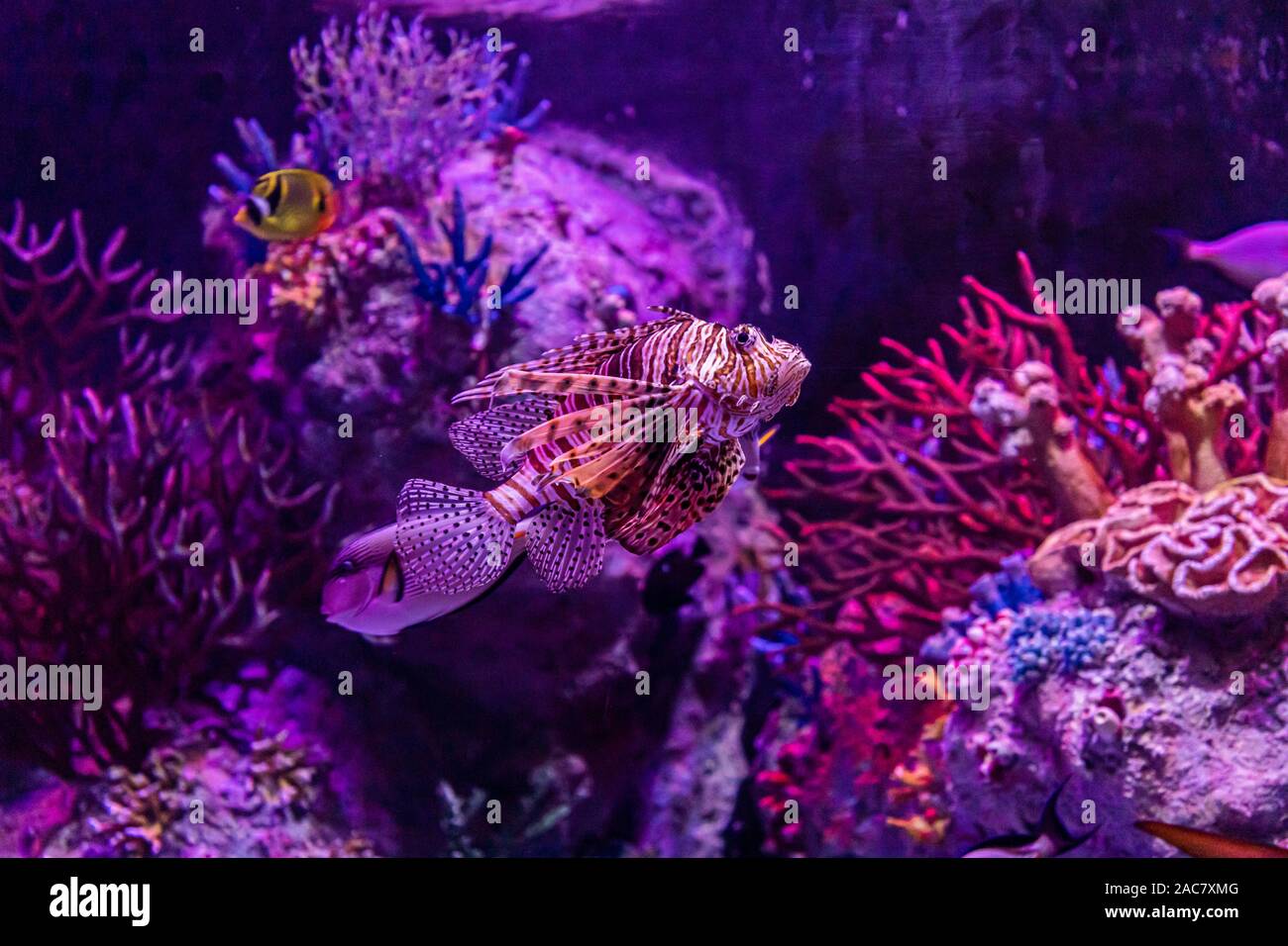 In the zoo aquarium, wild sea creatures living in the ocean, sea ...