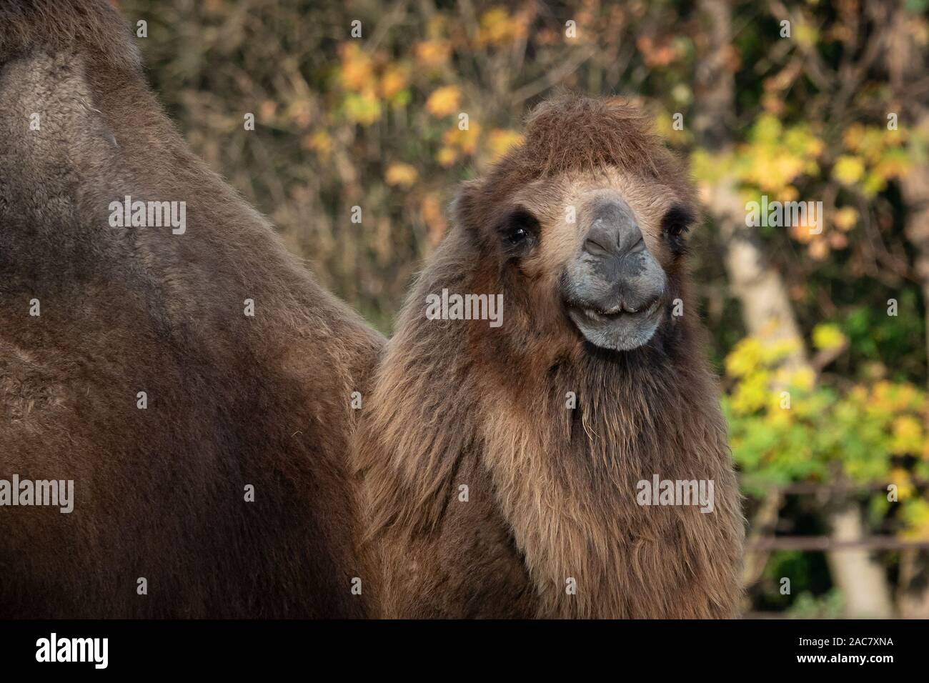 Camelus bactrianus view hi-res stock photography and images - Alamy