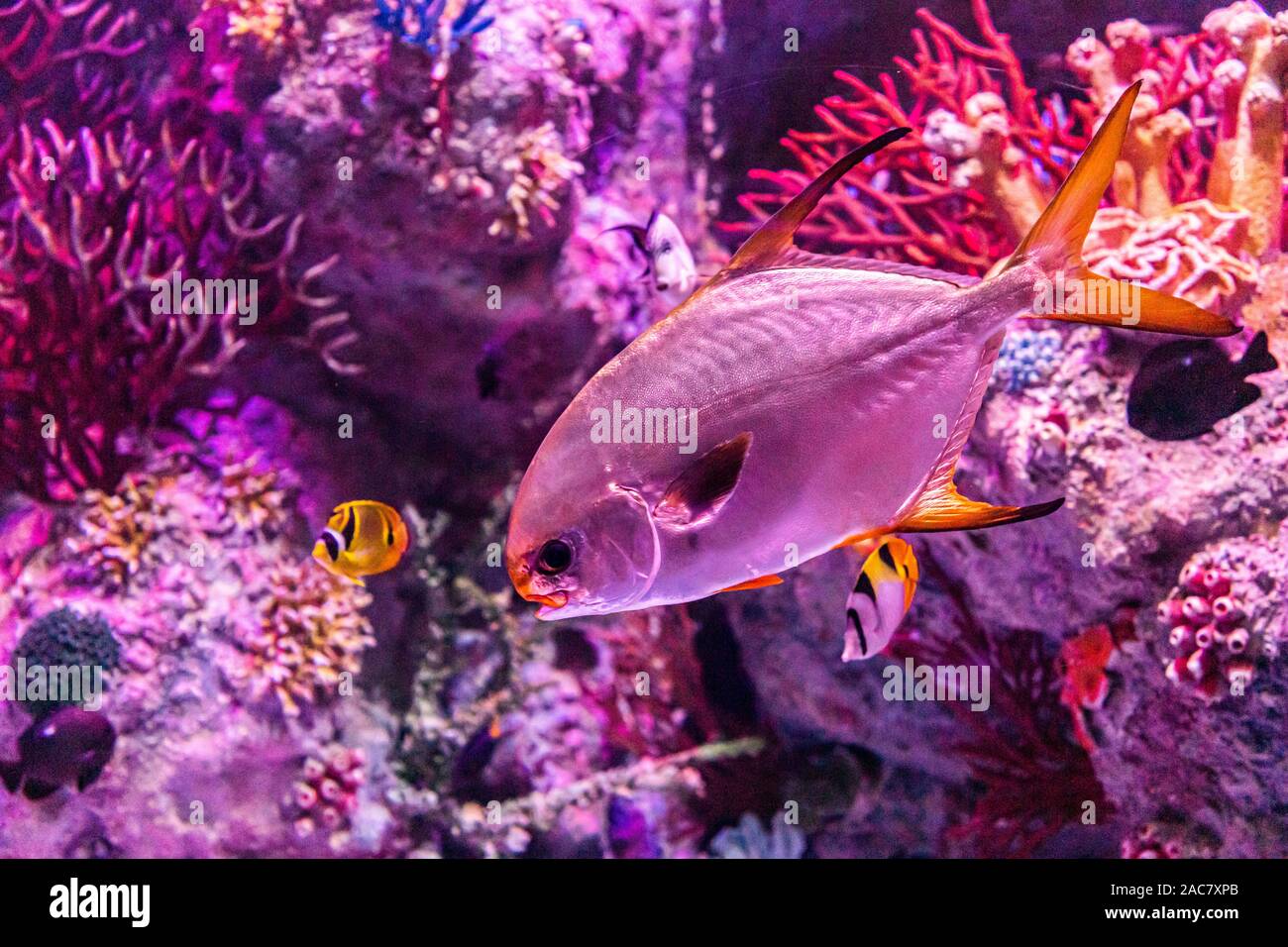 In the zoo aquarium, wild sea creatures living in the ocean, sea ...