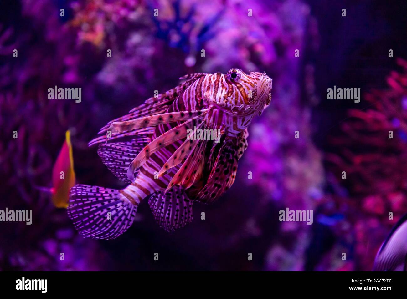 In the zoo aquarium, wild sea creatures living in the ocean, sea ...