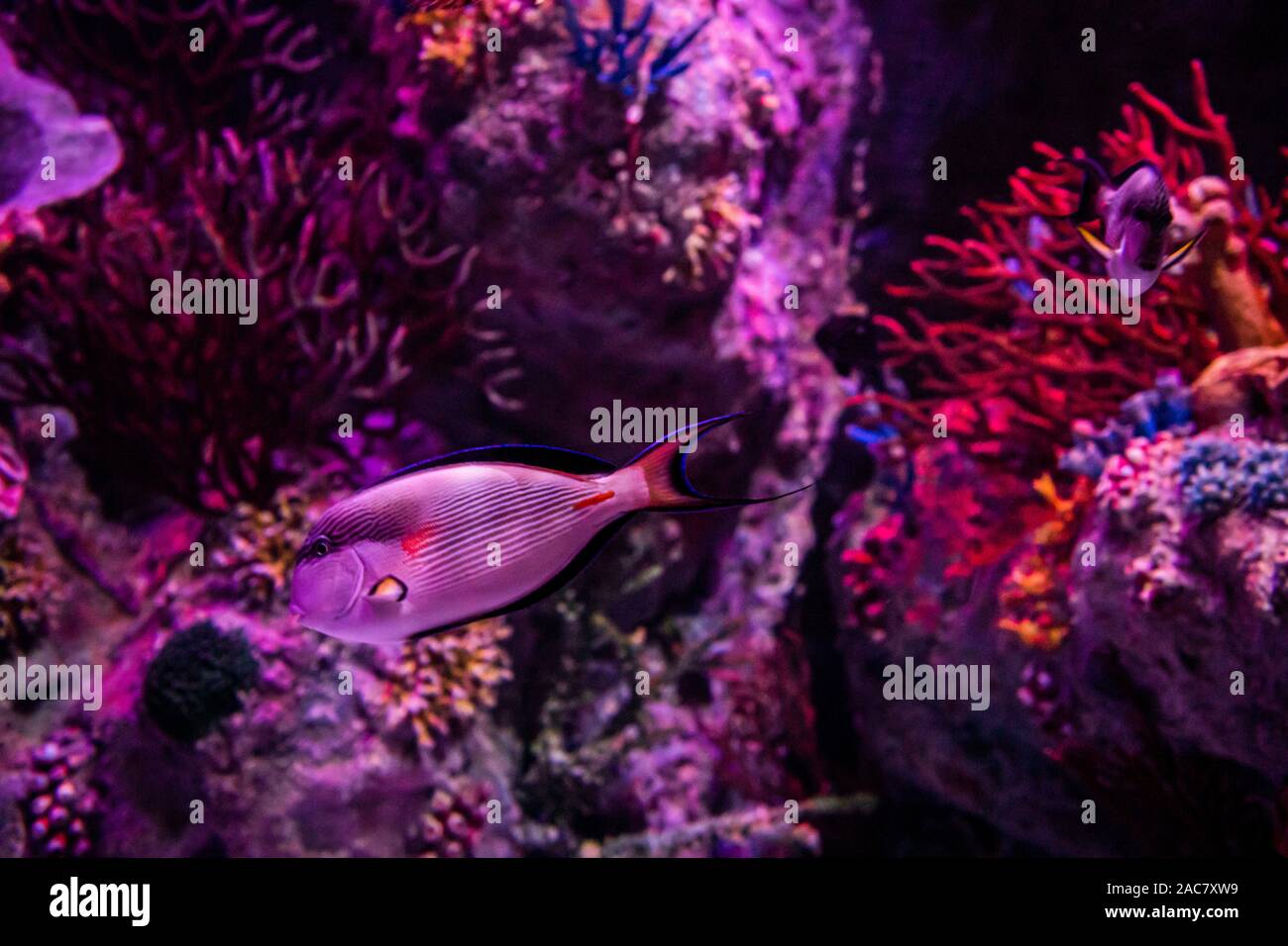 In the zoo aquarium, wild sea creatures living in the ocean, sea ...