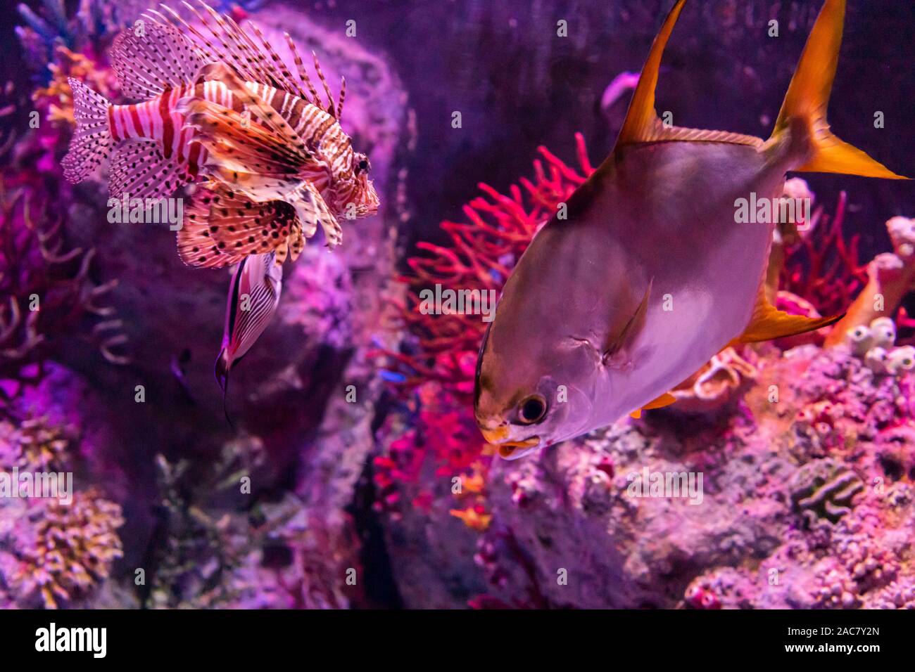 In the zoo aquarium, wild sea creatures living in the ocean, sea ...