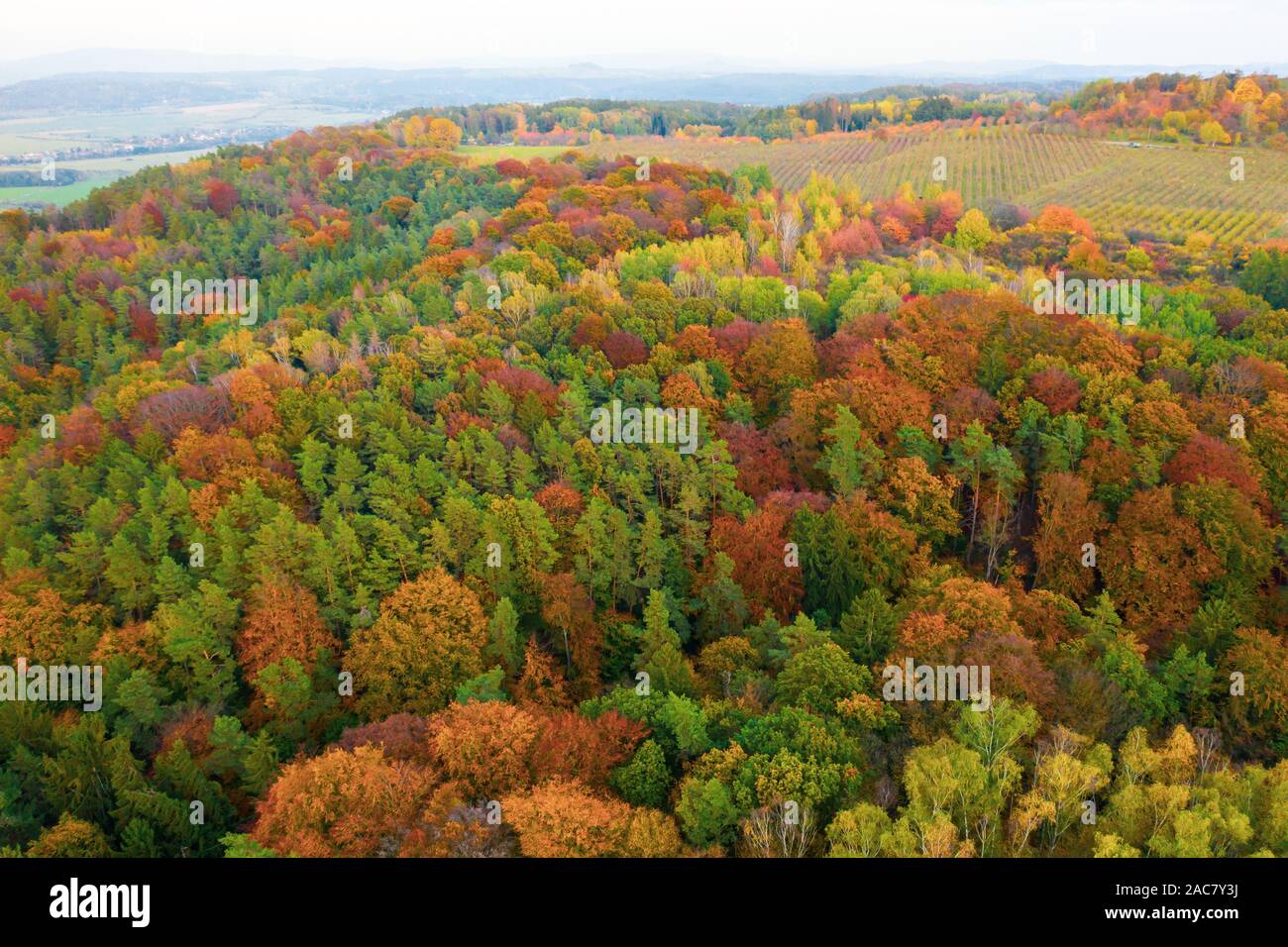 Gold forest hi-res stock photography and images - Alamy