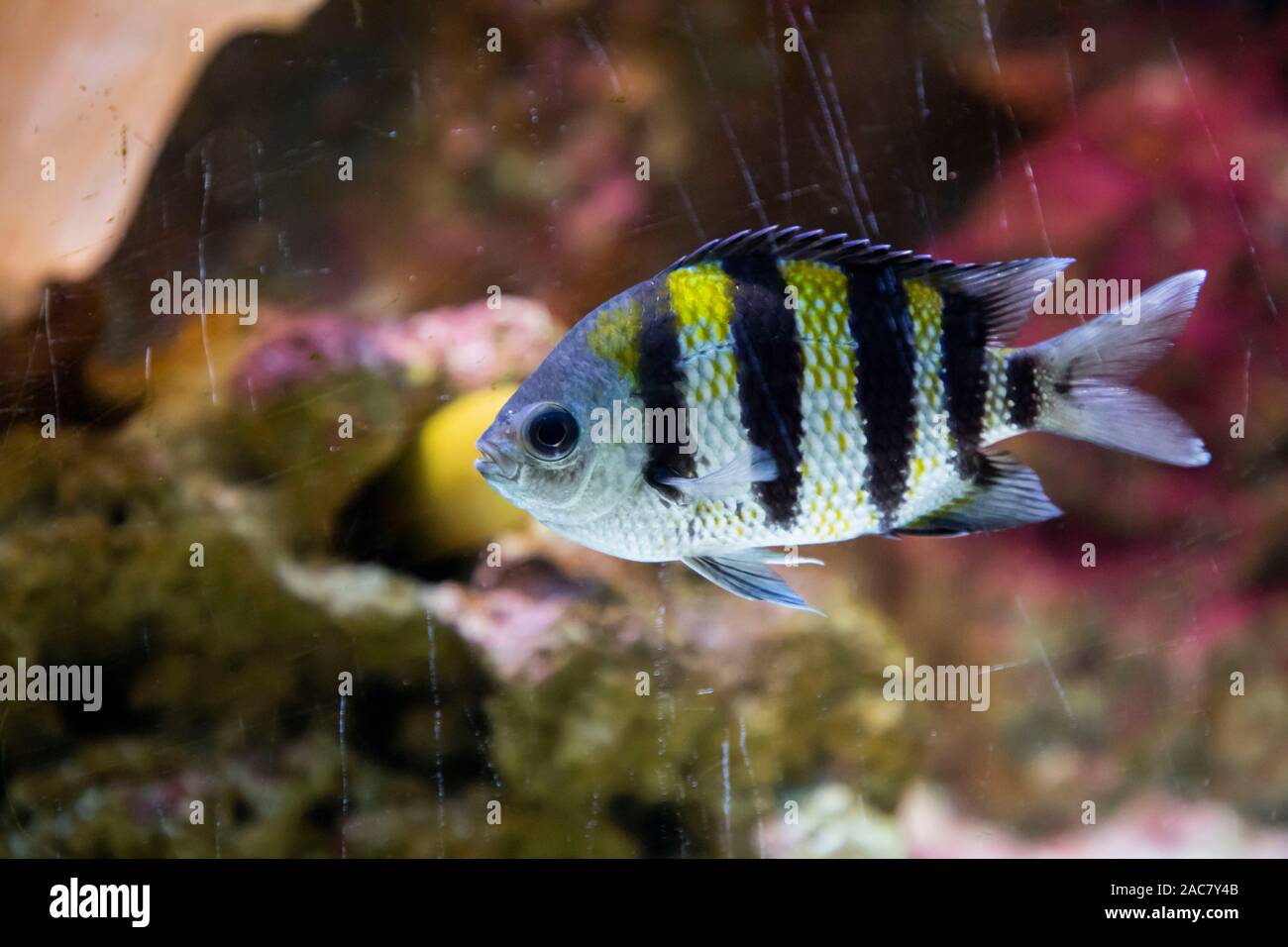 In the zoo aquarium, wild sea creatures living in the ocean, sea ...