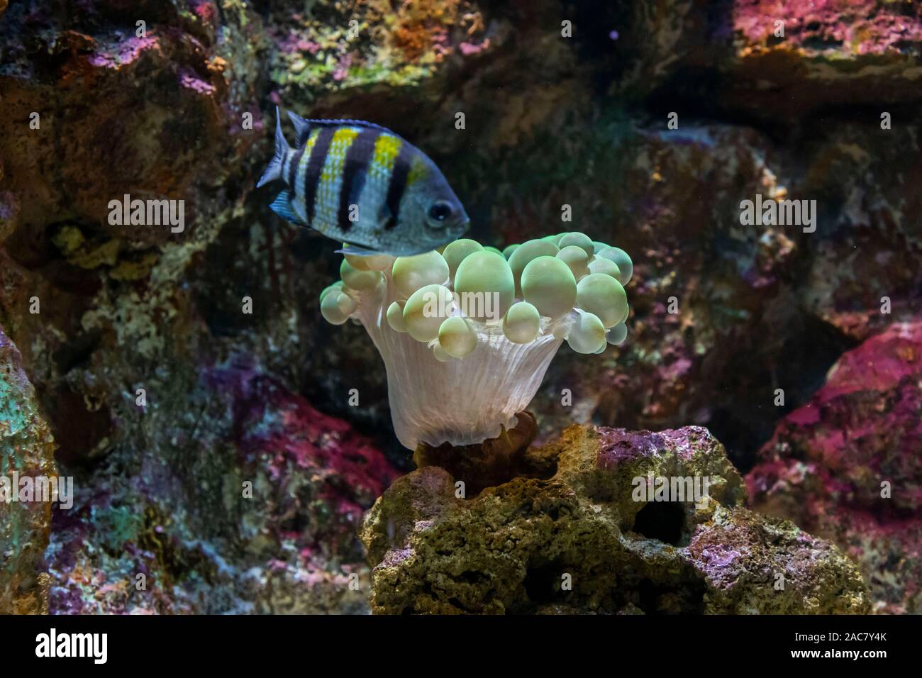 In the zoo aquarium, wild sea creatures living in the ocean, sea ...