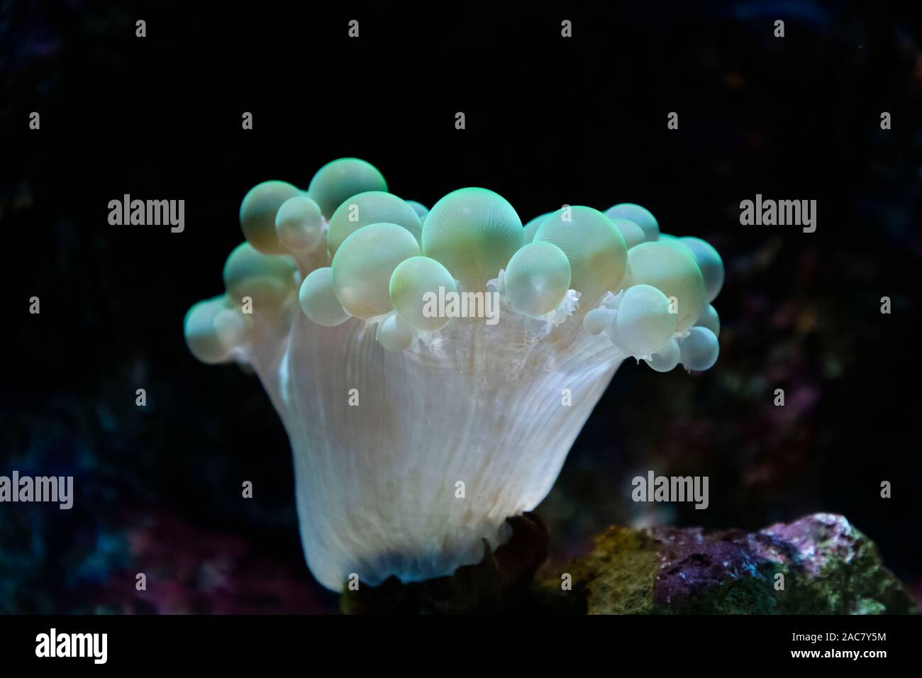 In the zoo aquarium, wild sea creatures living in the ocean, sea ...