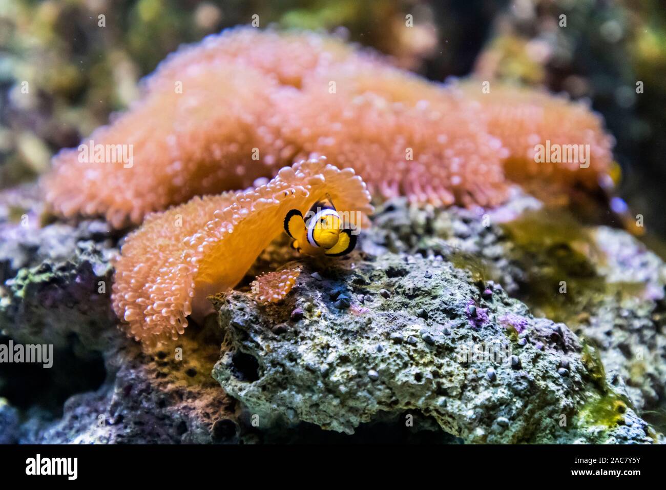 In the zoo aquarium, wild sea creatures living in the ocean, sea ...