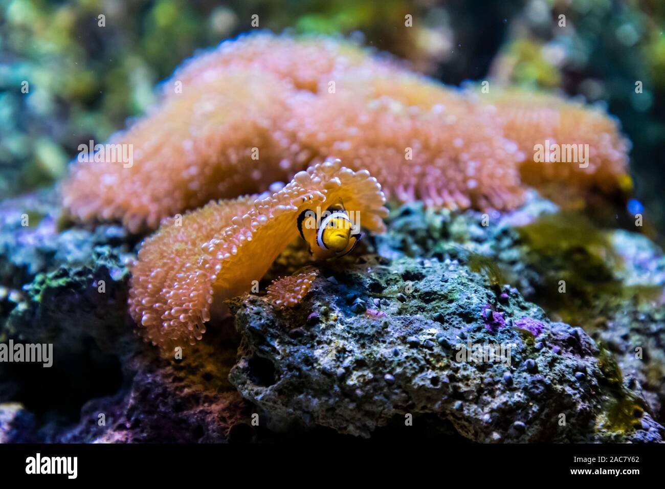 In the zoo aquarium, wild sea creatures living in the ocean, sea ...