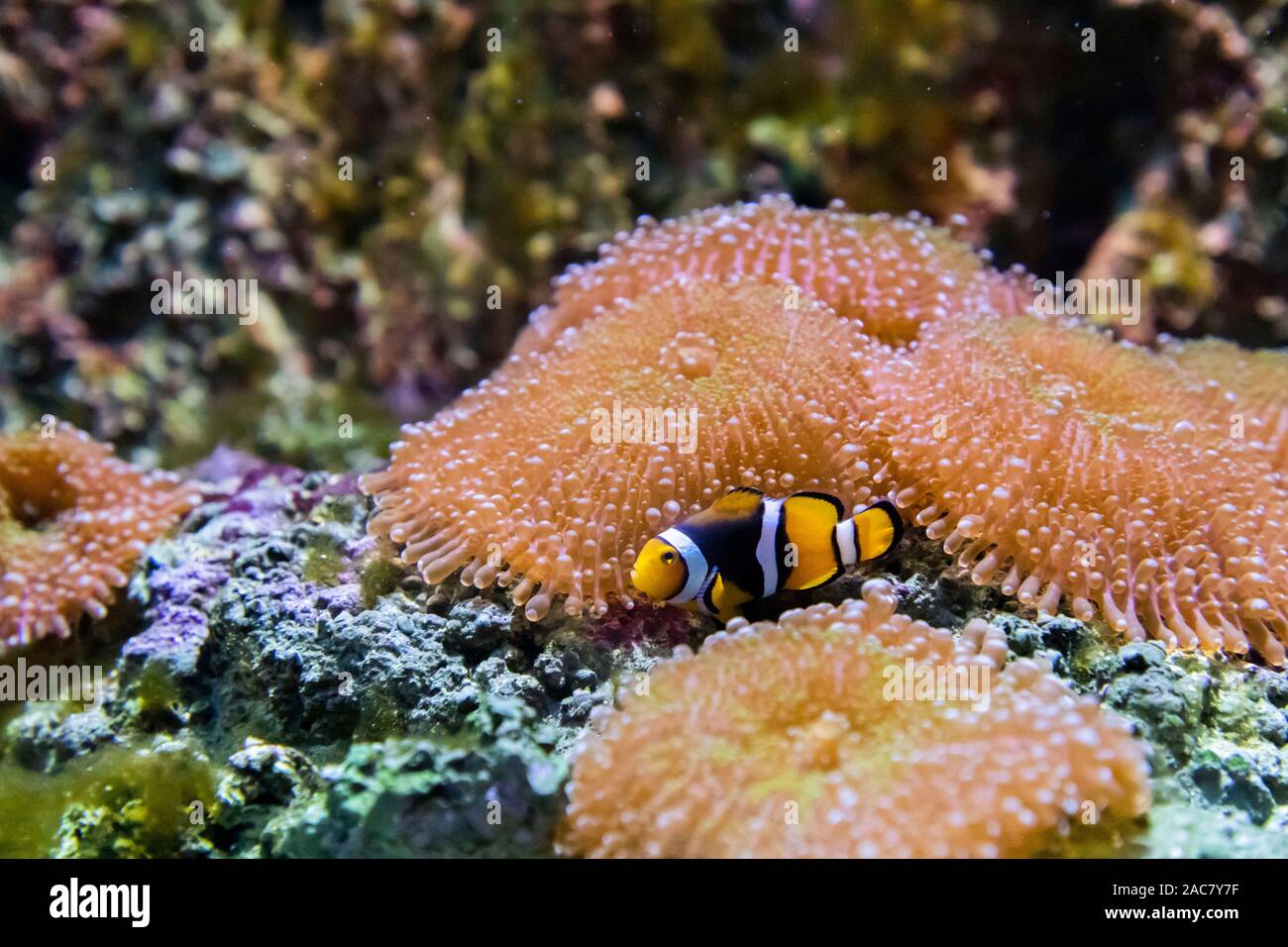 In the zoo aquarium, wild sea creatures living in the ocean, sea ...