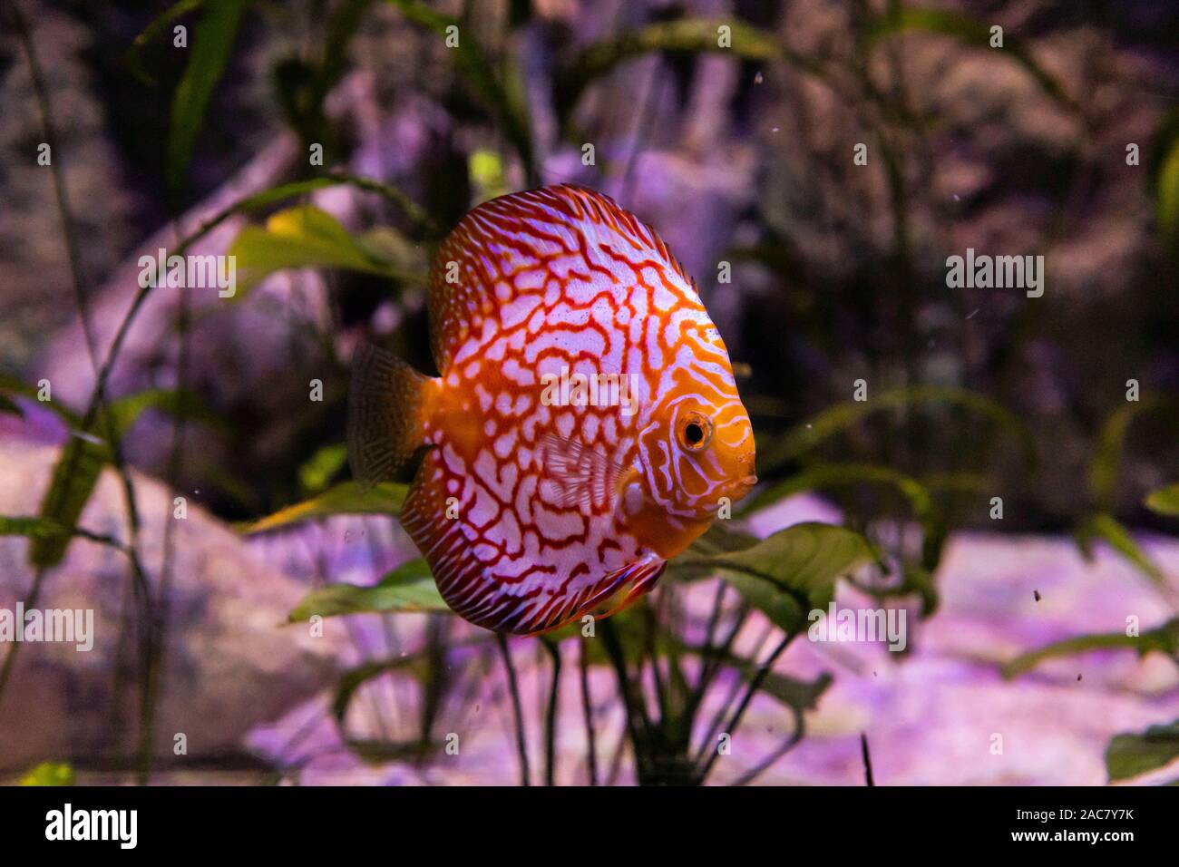 In the zoo aquarium, wild sea creatures living in the ocean, sea ...
