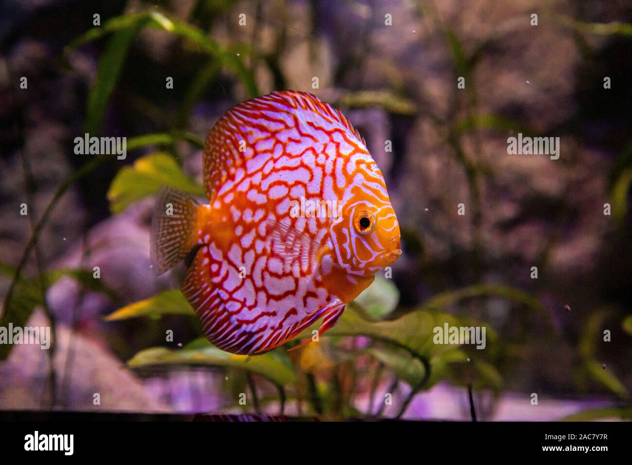 In the zoo aquarium, wild sea creatures living in the ocean, sea ...