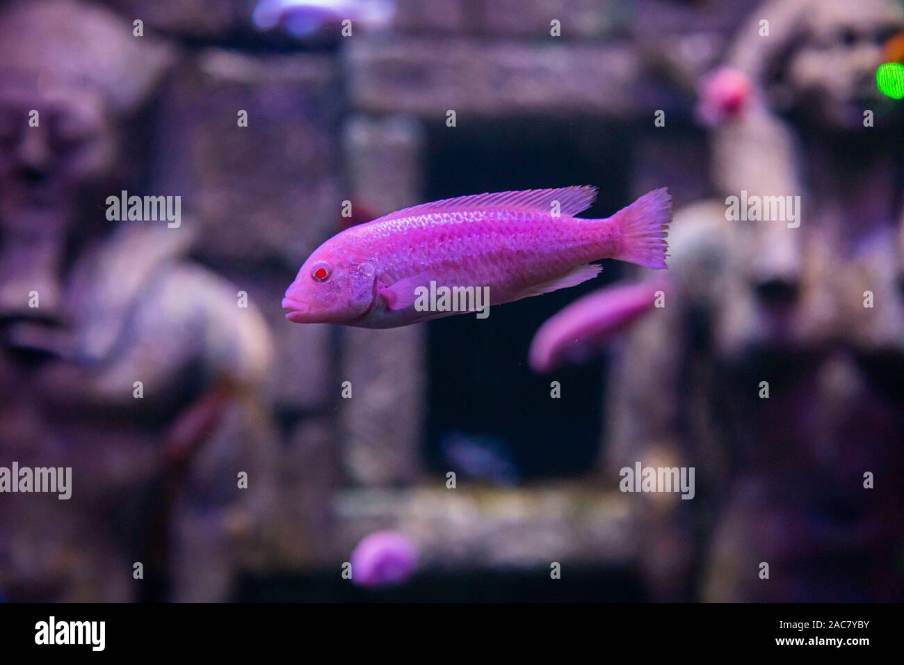 In the zoo aquarium, wild sea creatures living in the ocean, sea ...