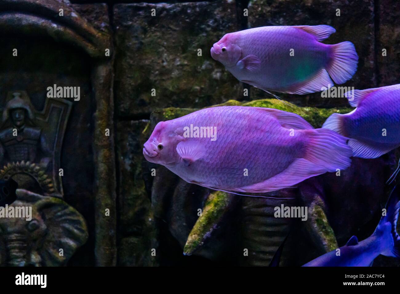 In the zoo aquarium, wild sea creatures living in the ocean, sea ...