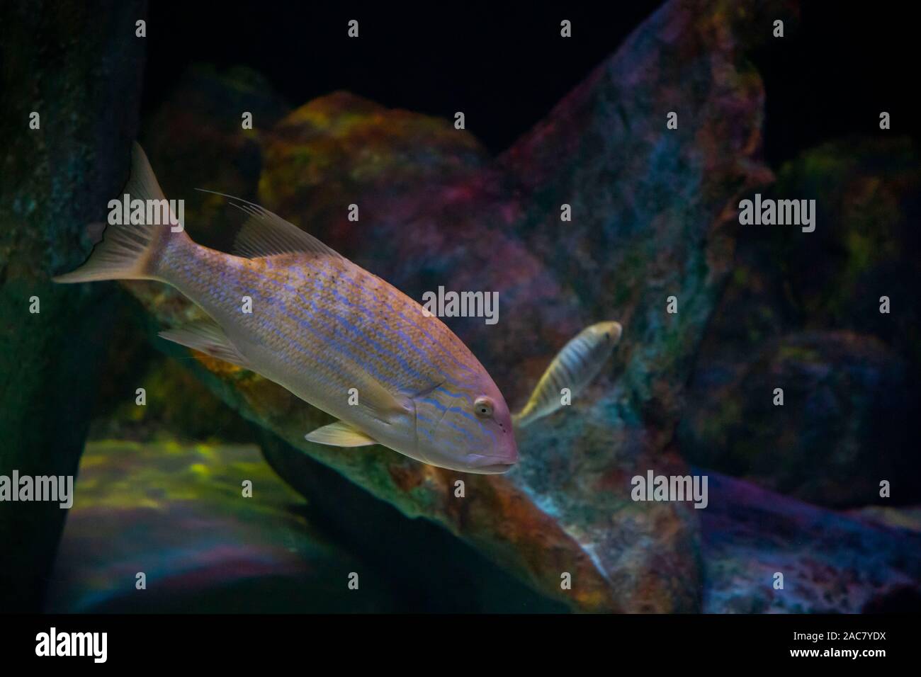 In the zoo aquarium, wild sea creatures living in the ocean, sea ...