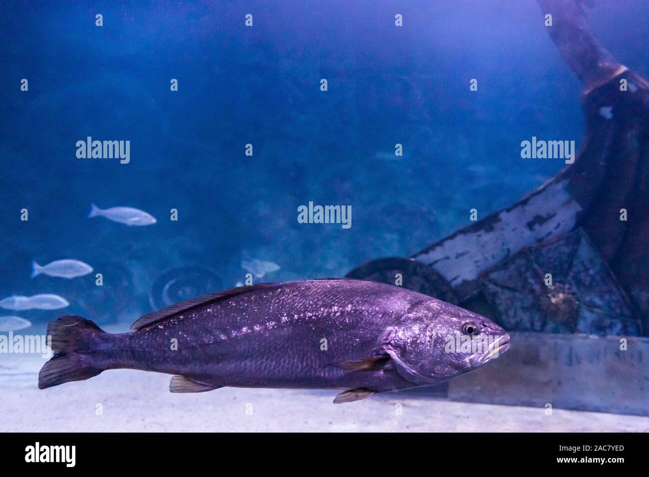 In the zoo aquarium, wild sea creatures living in the ocean, sea ...