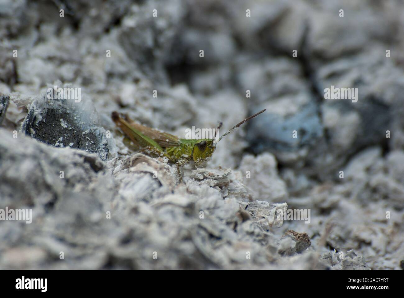 Grasshopper in an extinct fire Stock Photo - Alamy