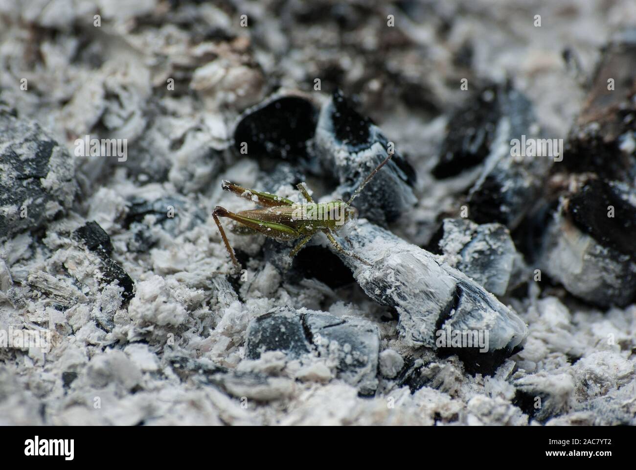 Grasshopper in an extinct fire Stock Photo - Alamy