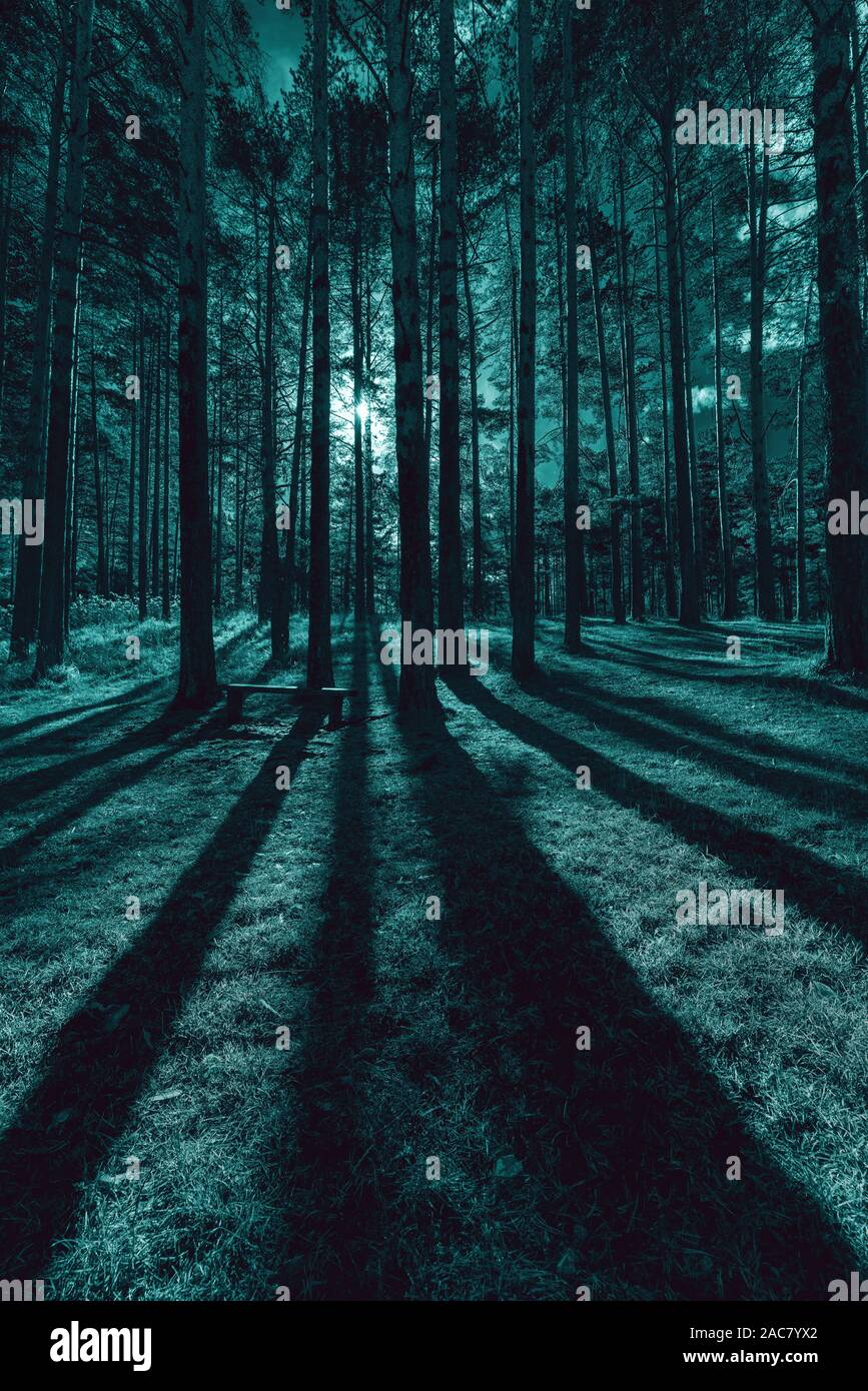 Shadow cast by the tree hi-res stock photography and images - Alamy