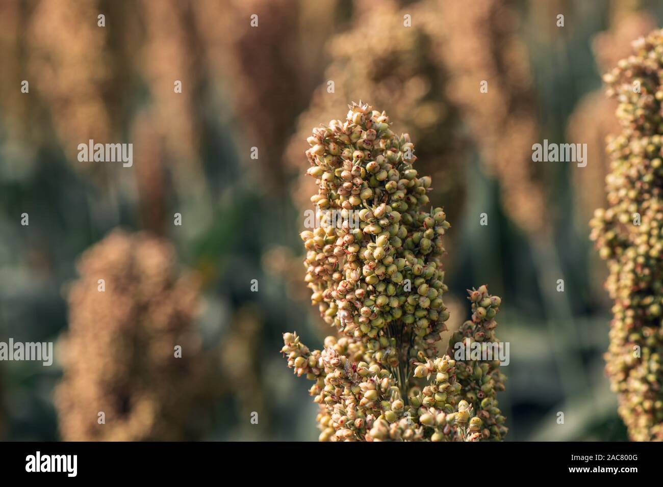 Fodder production hi-res stock photography and images - Alamy