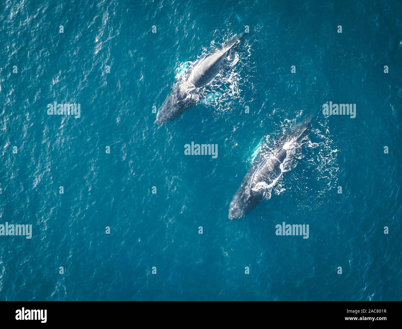 Aerial view of several humpback whales diving in the ocean with blue ...