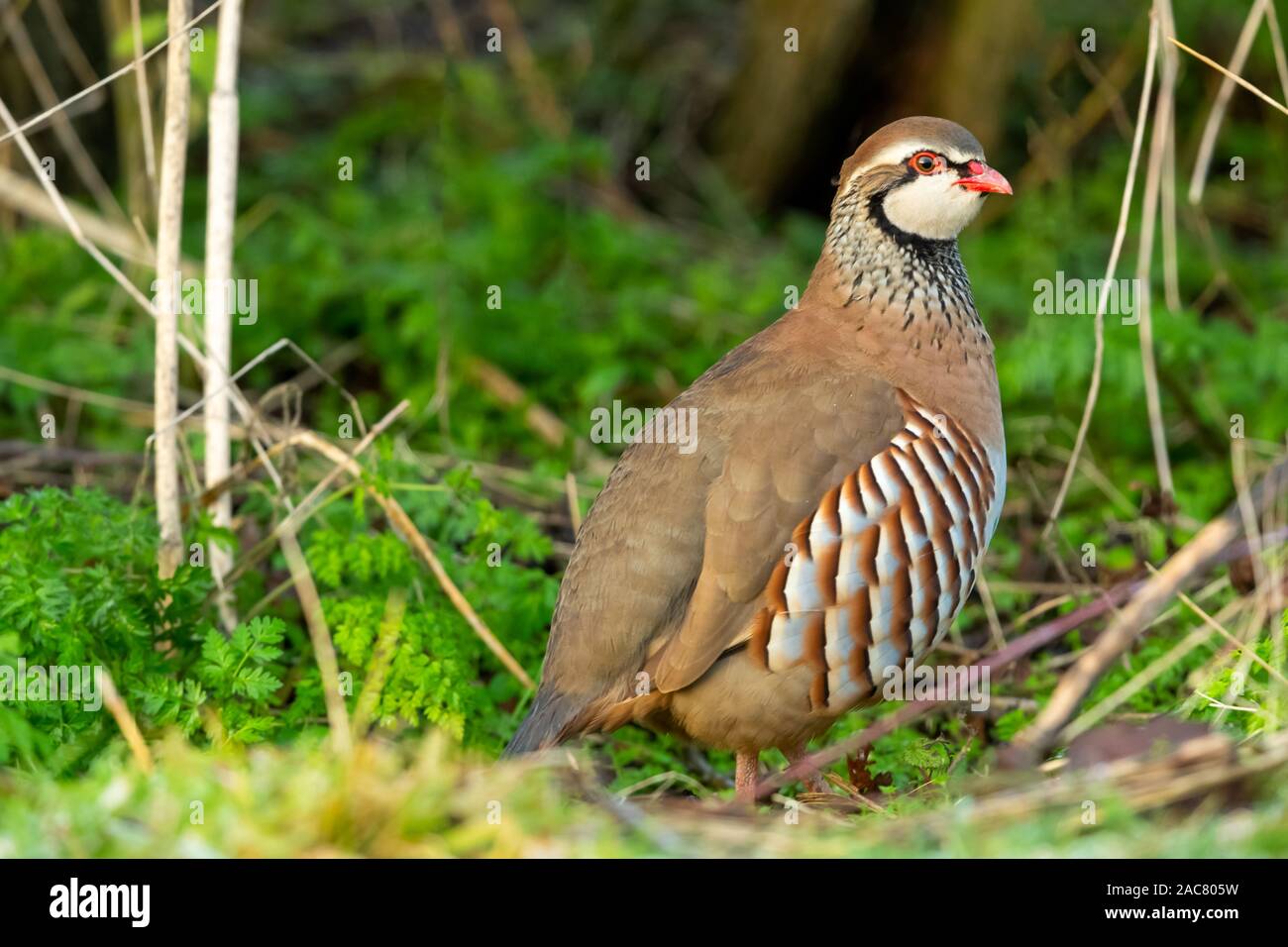 Partridge, (Scientific name: alectoris rufa) red-legged partridge in ...
