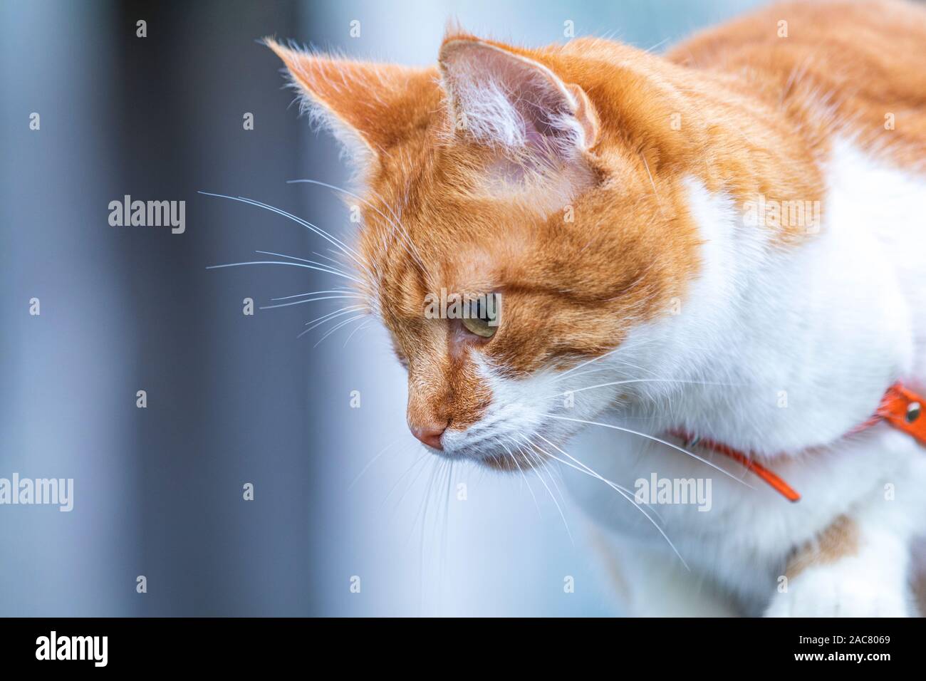Cat sees threat preparing jump hi-res stock photography and images - Alamy