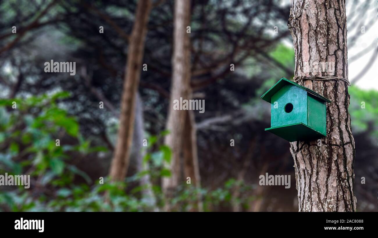 A green bird house installed on the tree in the forest Stock Photo - Alamy